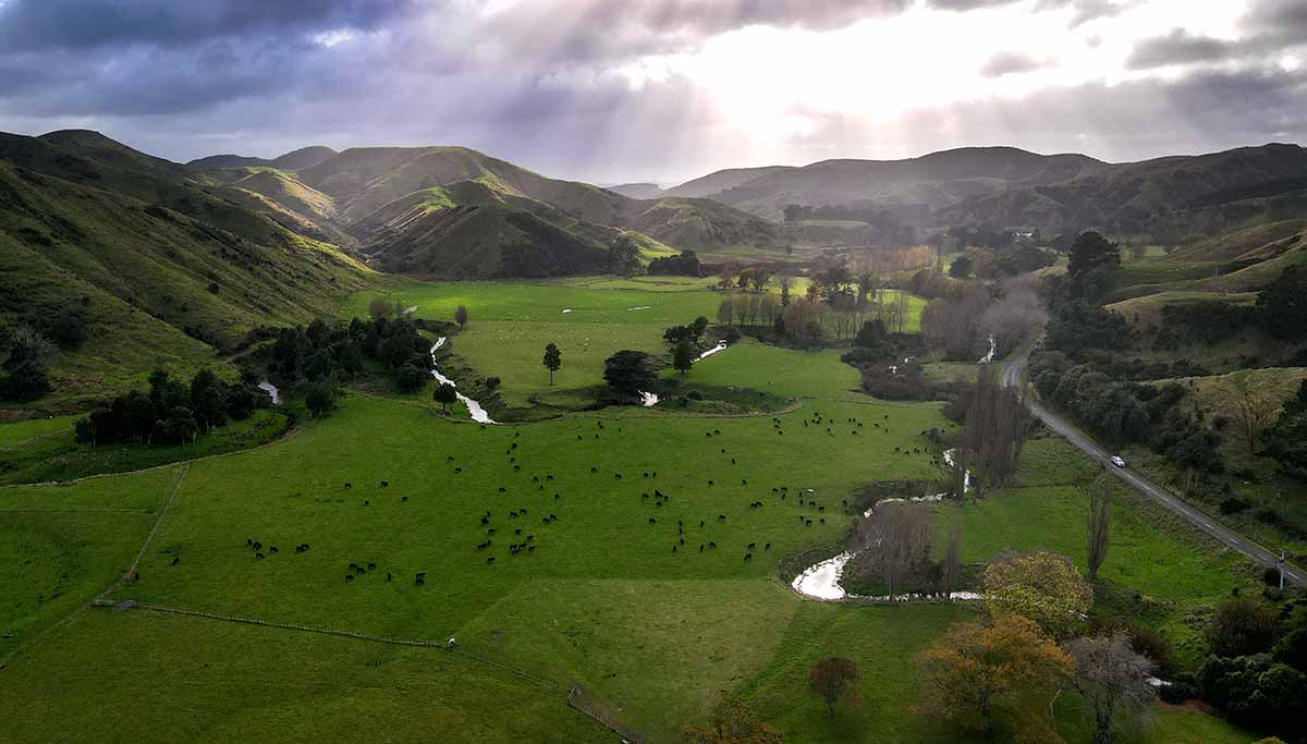 Seven Hills Angus - Contact